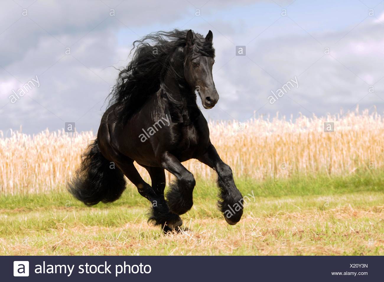 Friesian Horse Galloping High Resolution Stock Photography and Images ...