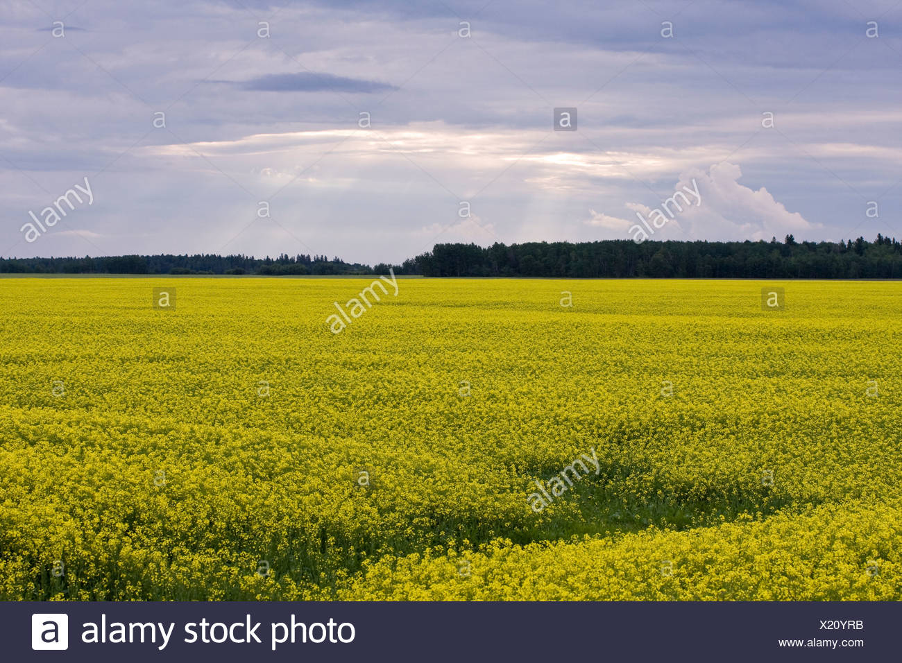 Canola Field Near Winnipeg High Resolution Stock Photography and Images ...