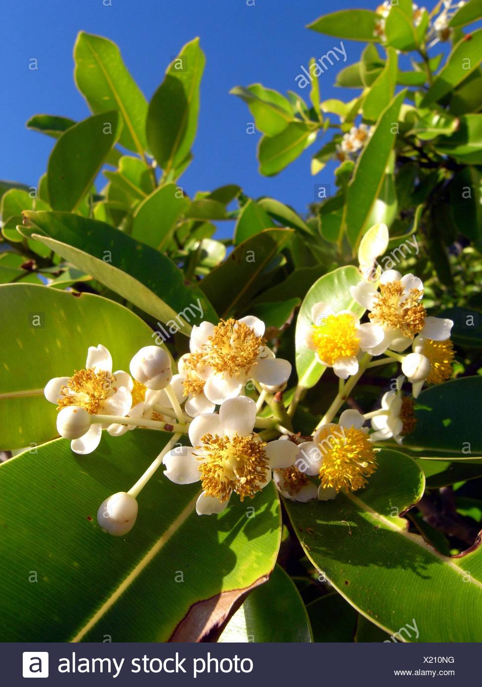 Calophyllum High Resolution Stock Photography and Images - Alamy