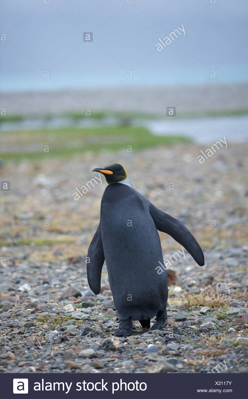 Melanistic Penguin Stock Photos & Melanistic Penguin Stock Images - Alamy