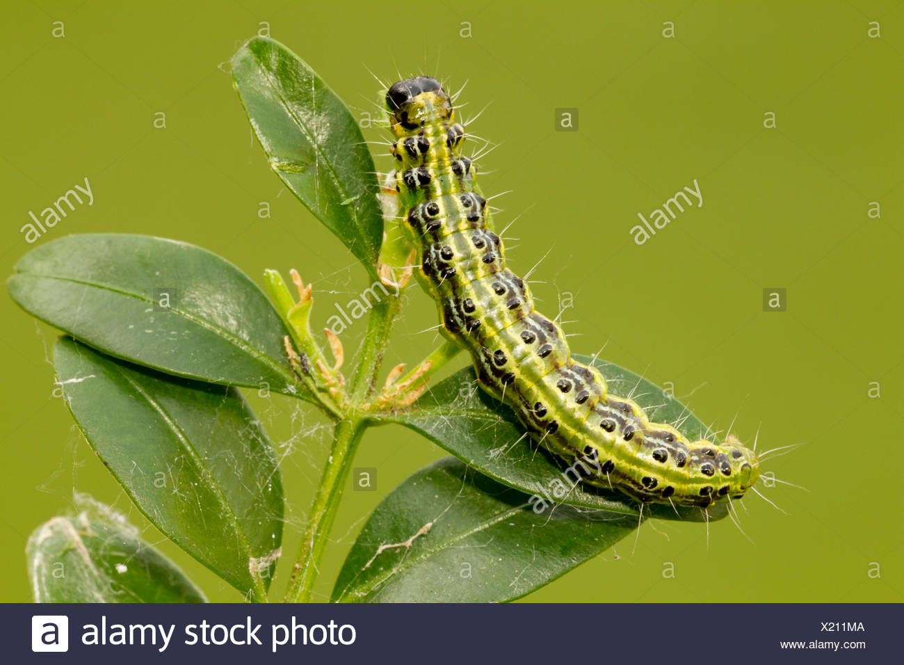 One Box Tree Caterpillar High Resolution Stock Photography and Images ...