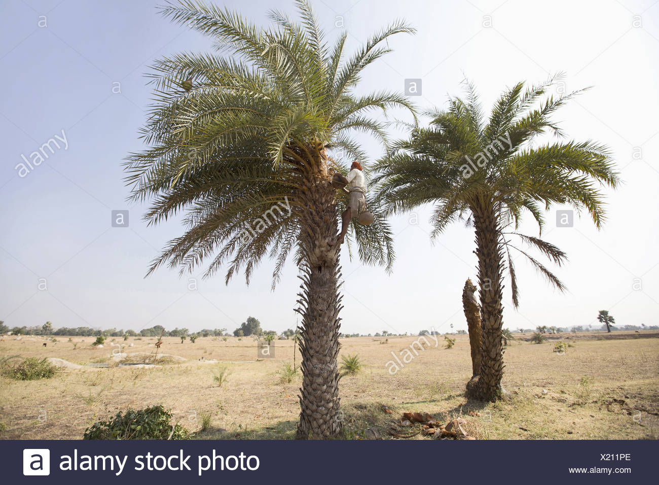 Indian Man Climbing Coconut Tree High Resolution Stock Photography and ...