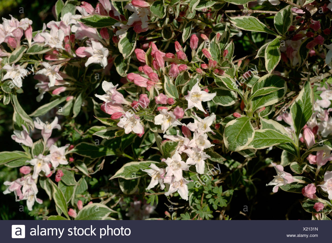 White Weigela High Resolution Stock Photography and Images - Alamy