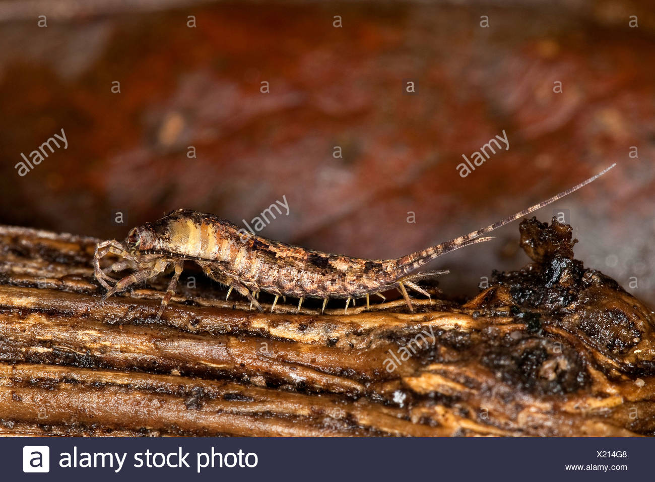 Bristletails High Resolution Stock Photography and Images - Alamy