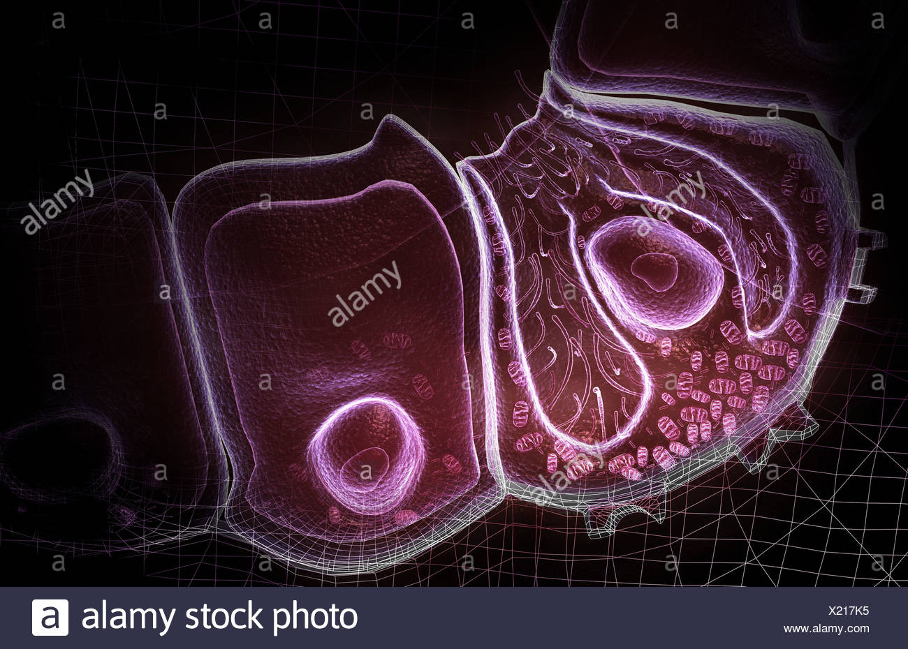 Epithelial Cell High Resolution Stock Photography and Images - Alamy
