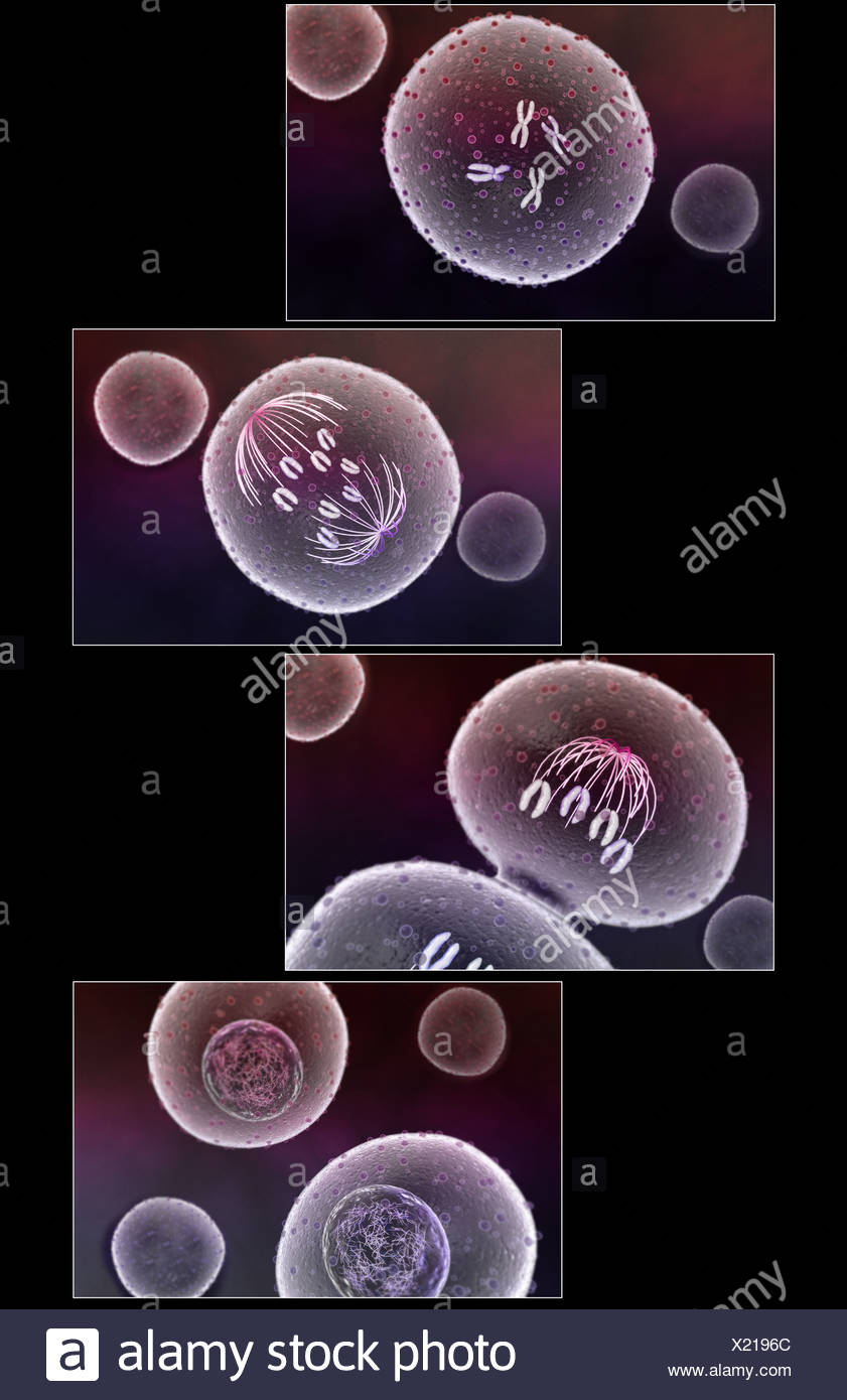 Interphase High Resolution Stock Photography and Images - Alamy