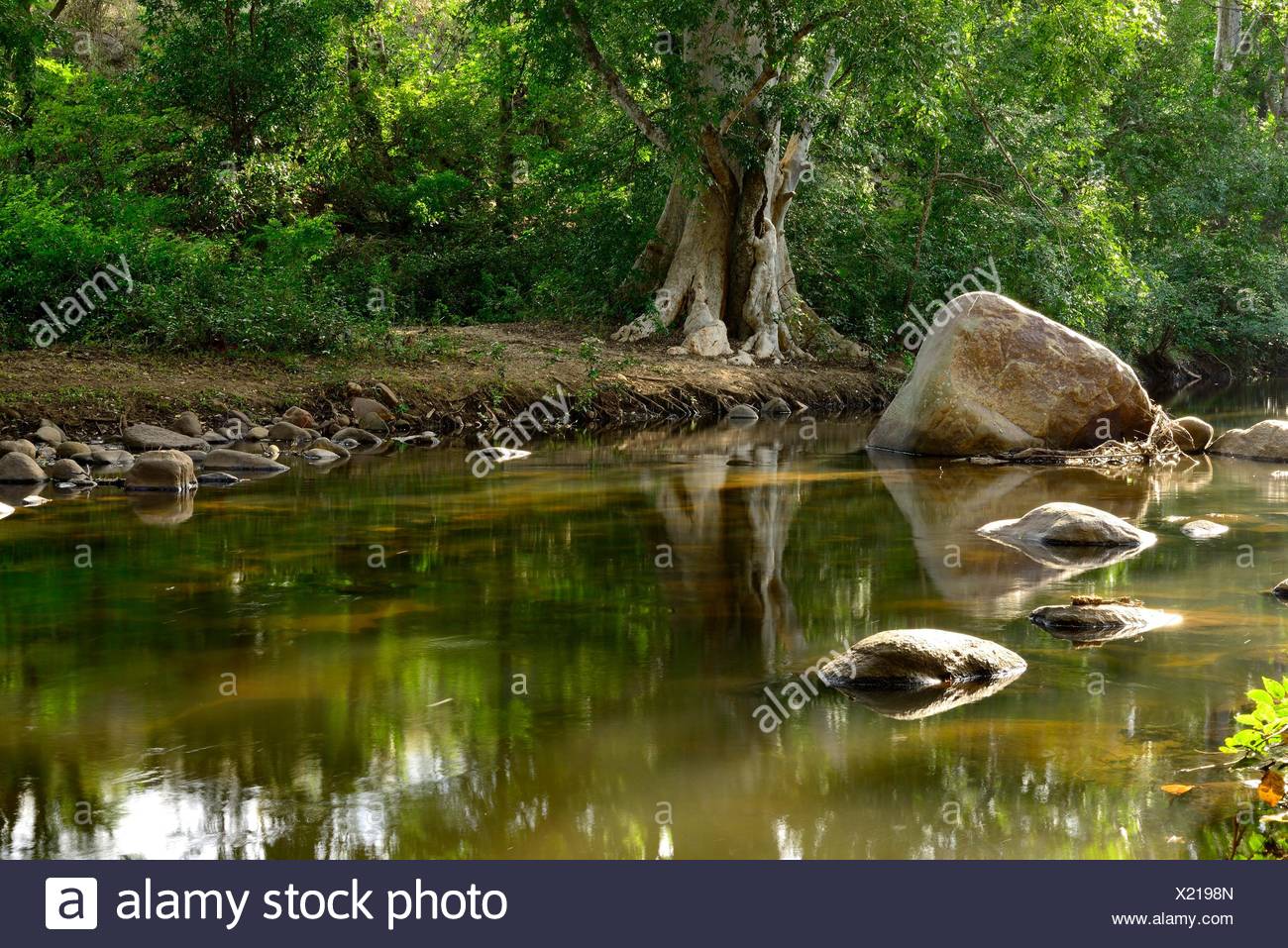 Kerala Nature Water Reflection High Resolution Stock Photography and ...
