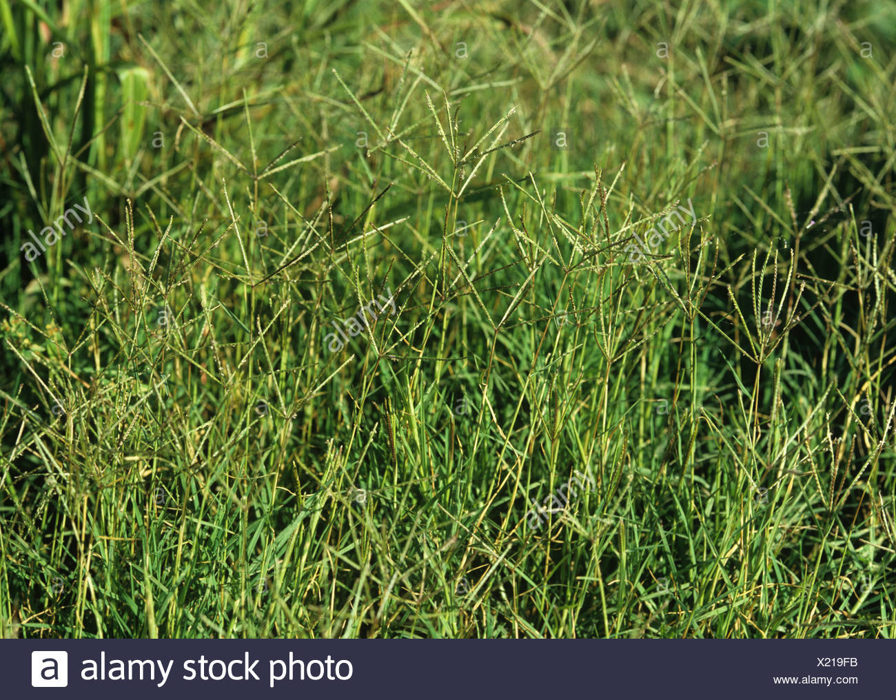 Bermuda Grass Stock Photos & Bermuda Grass Stock Images - Alamy
