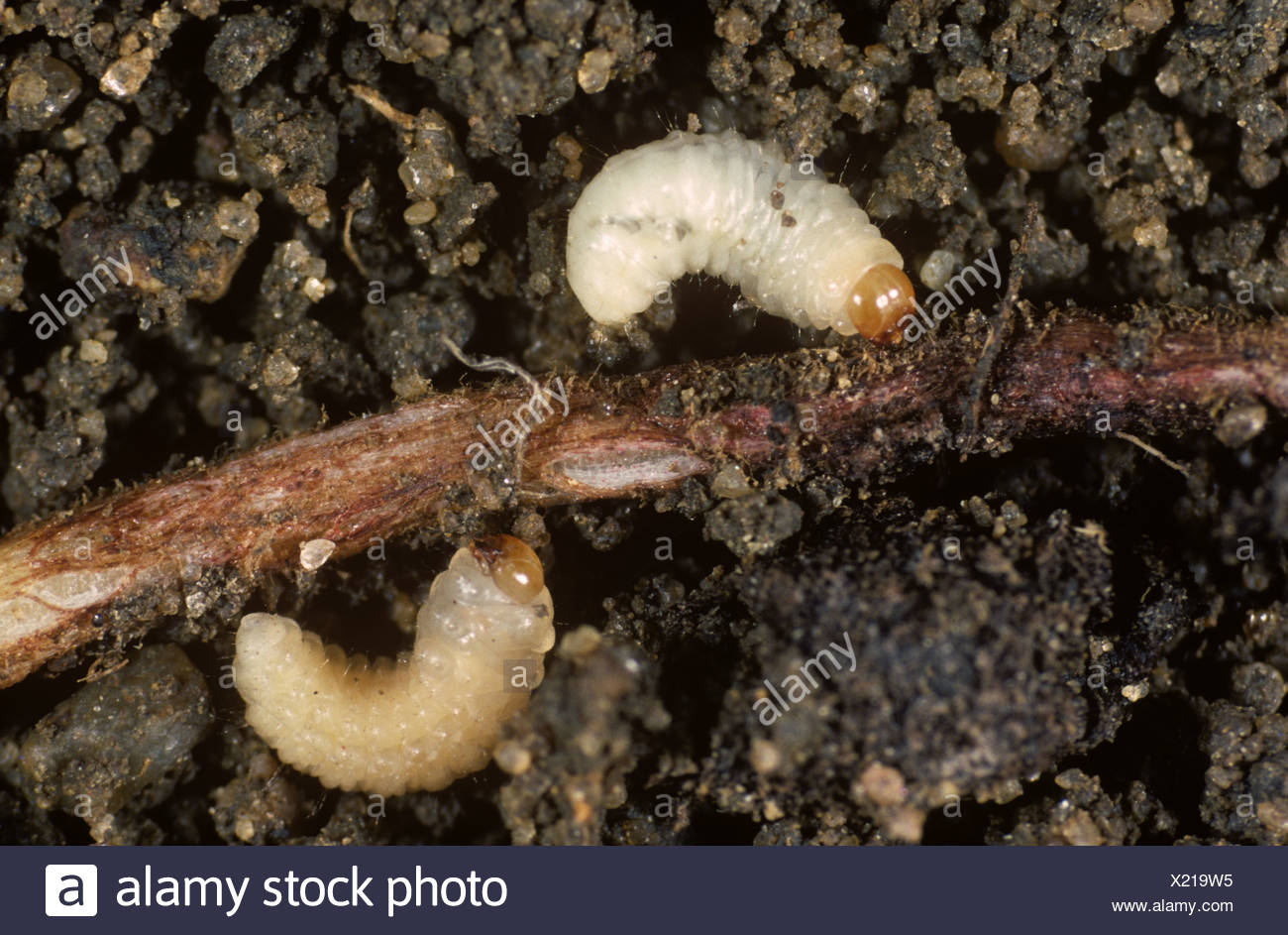 Root Weevil High Resolution Stock Photography and Images - Alamy