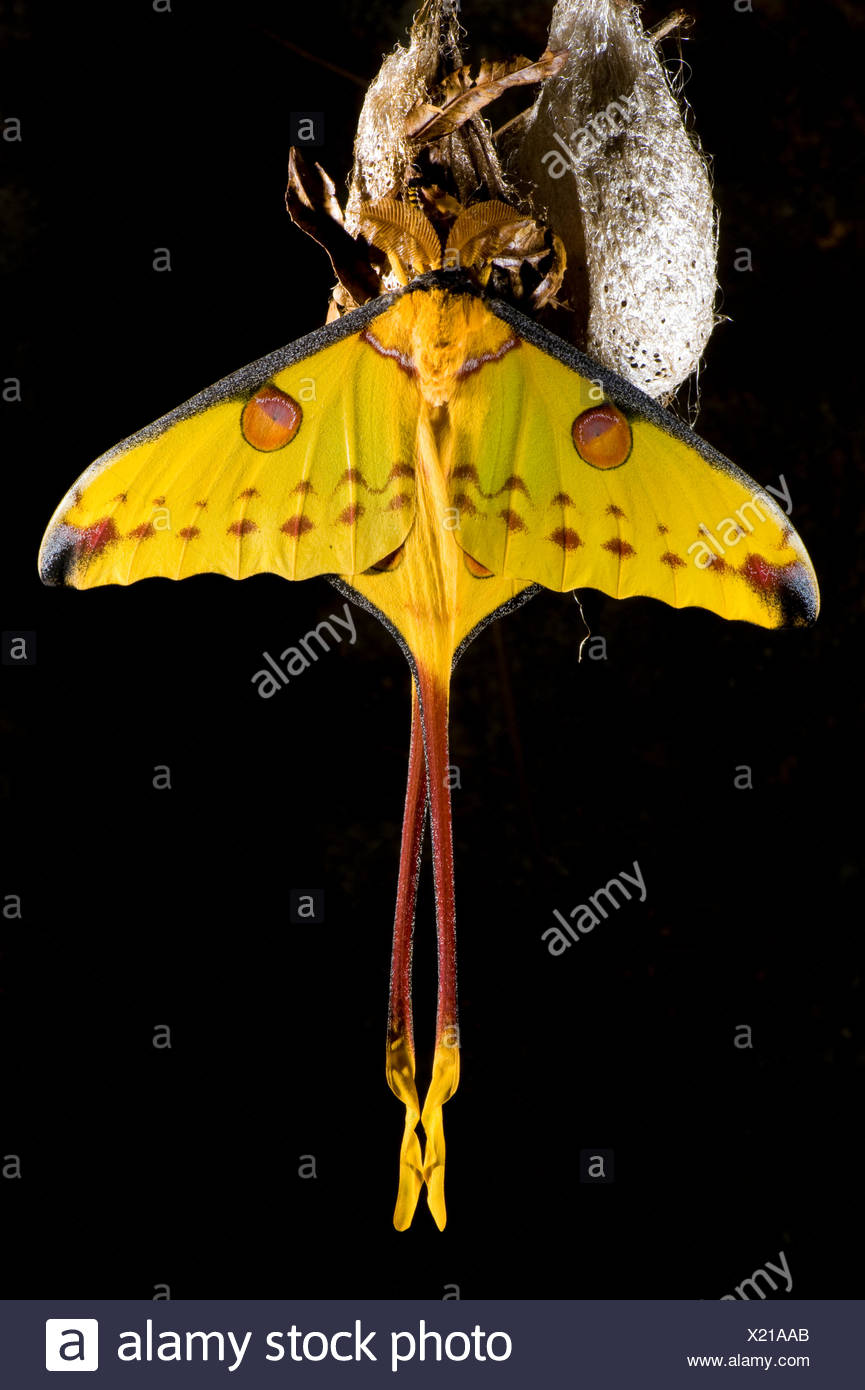 Comet Moth Stock Photos & Comet Moth Stock Images - Alamy