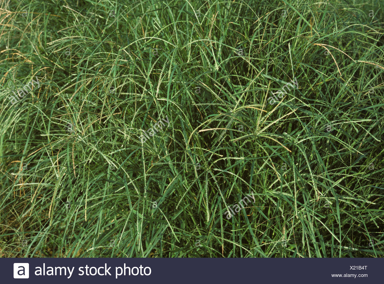 Crowsfoot Stock Photos & Crowsfoot Stock Images - Alamy