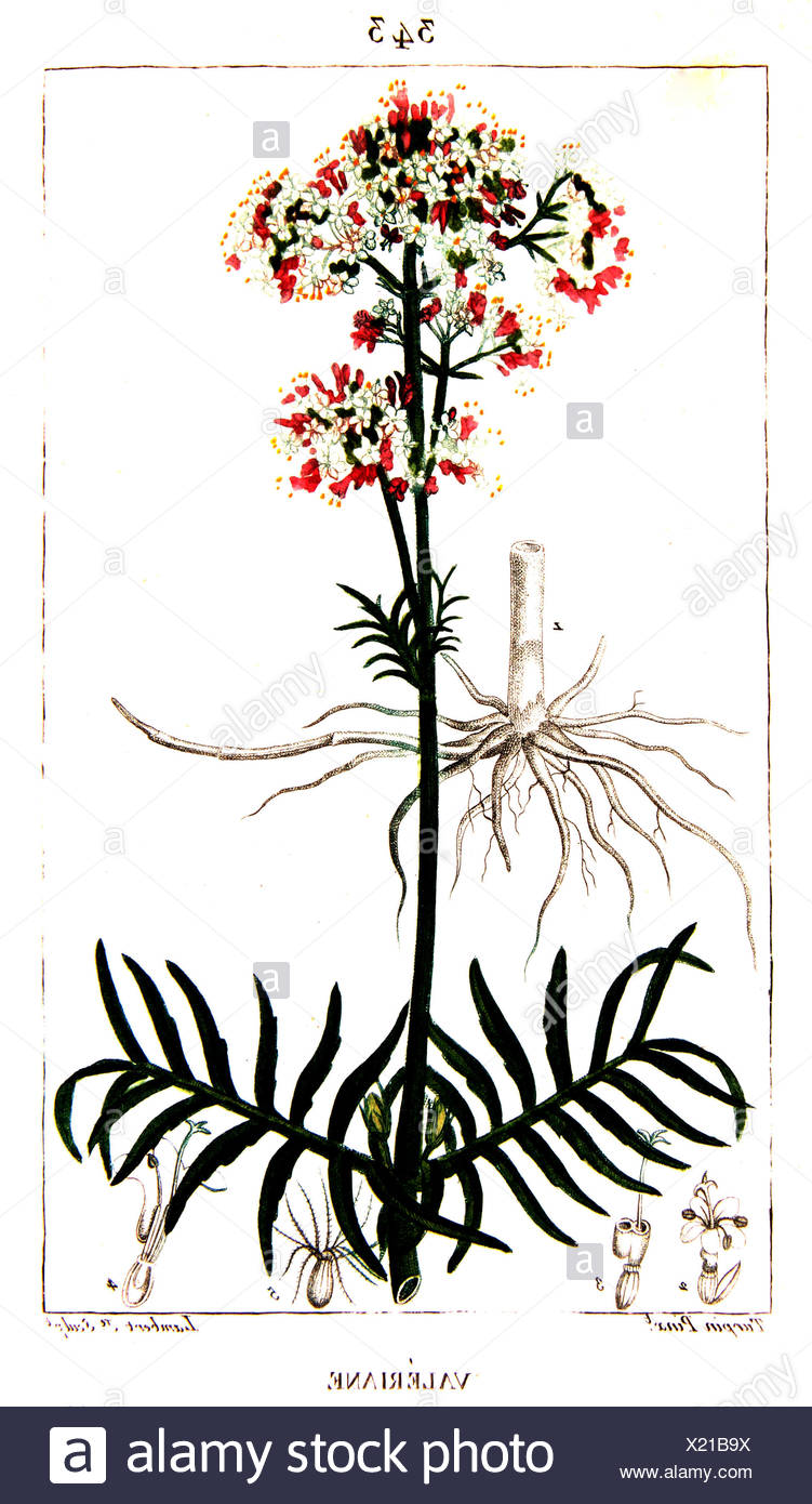 Illustration Plant Valerian Valeriana Officinalis High Resolution Stock ...