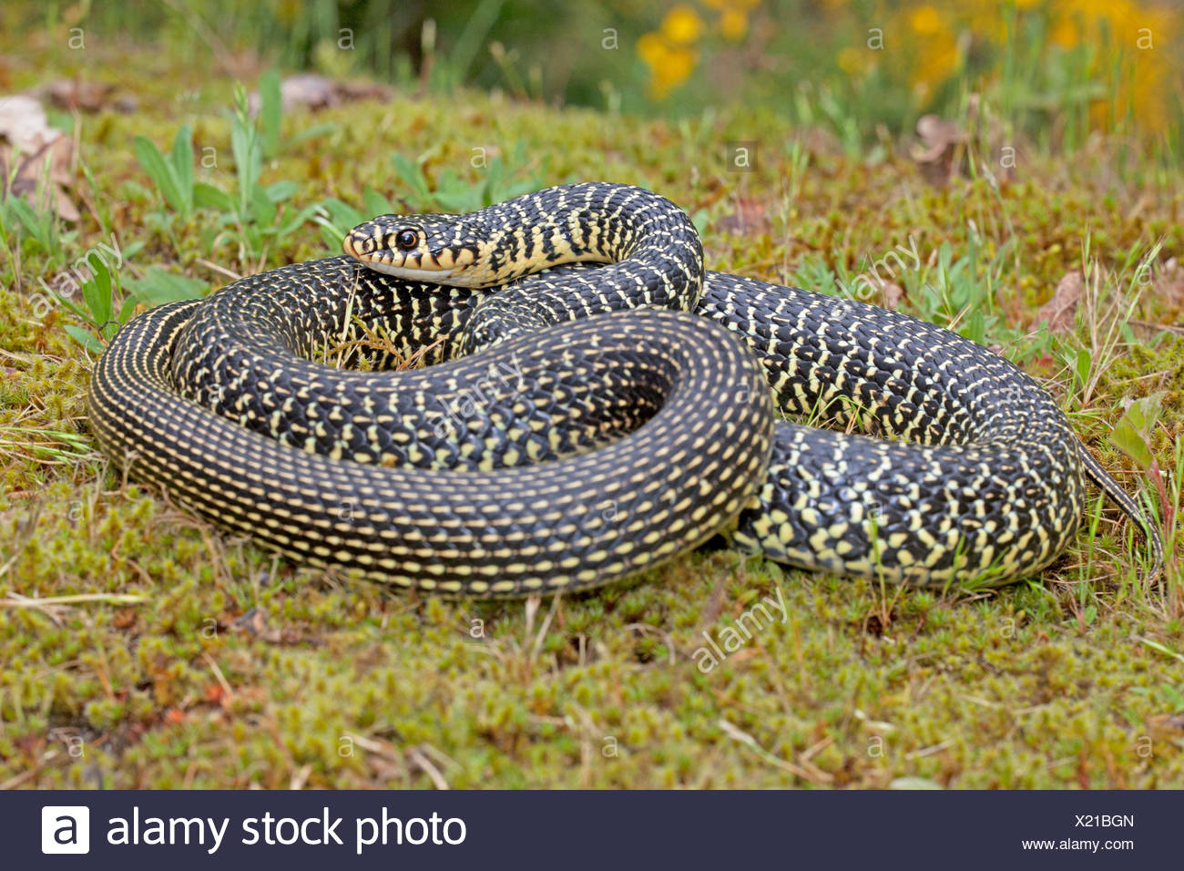 Large Whip Snake Stock Photos & Large Whip Snake Stock Images - Alamy