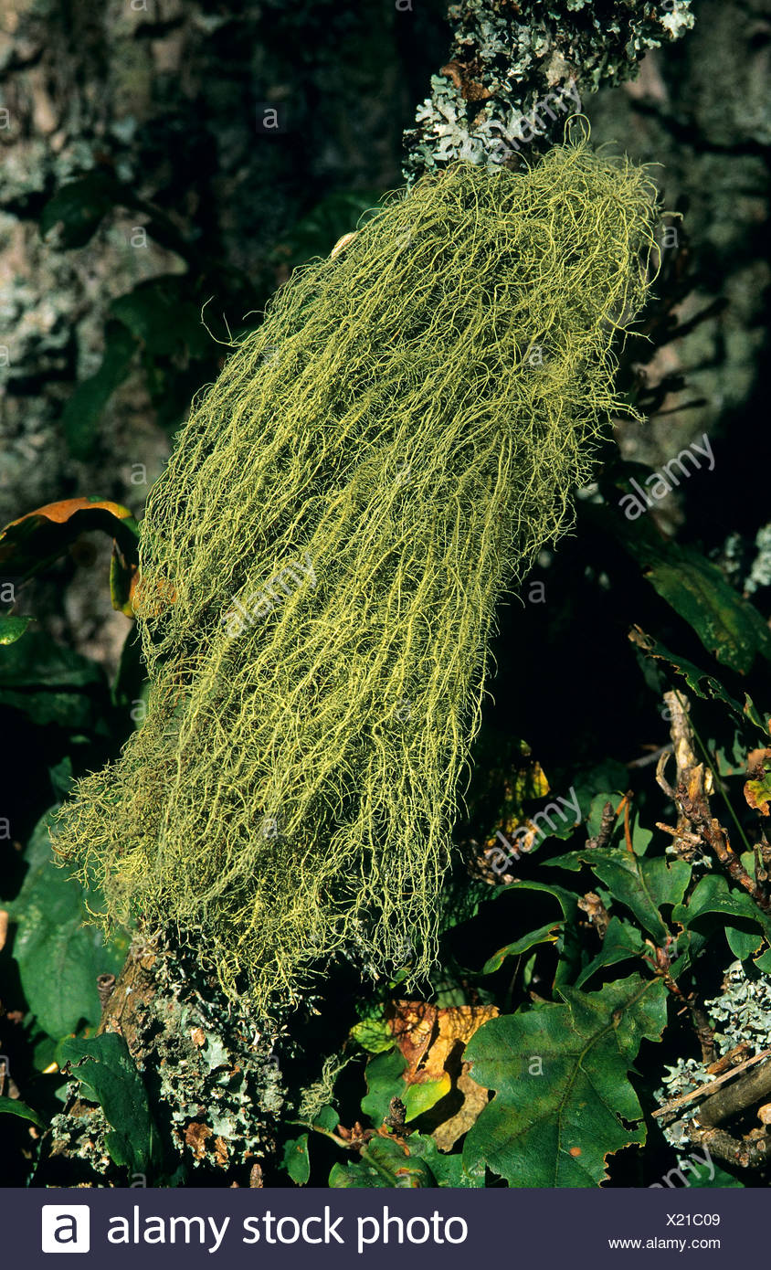 Methuselahs Beard Lichen Usnea Spec High Resolution Stock Photography ...