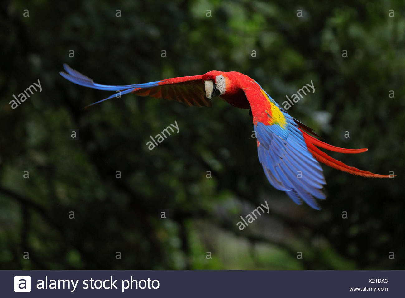 Costa Rica Jungle Birds High Resolution Stock Photography and Images ...