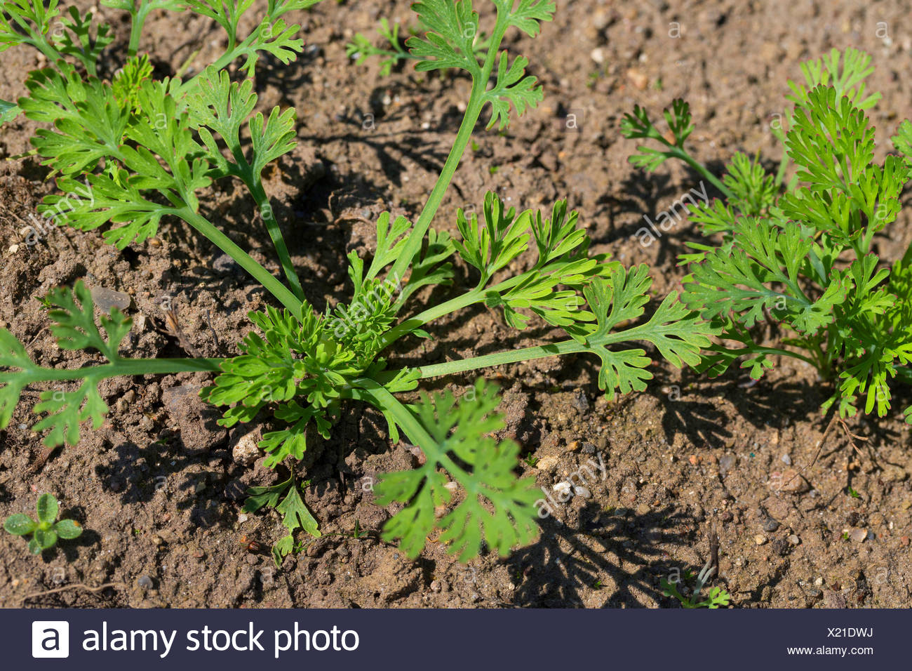Poppy Seedlings High Resolution Stock Photography and Images - Alamy