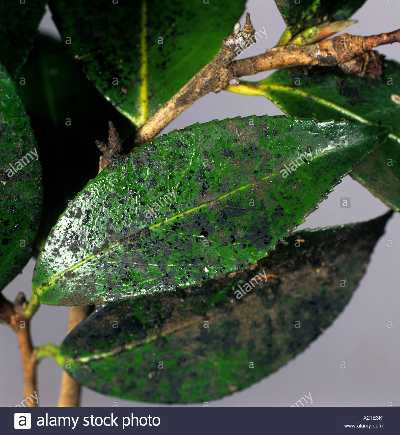 Soft Scale Insects Stock Photos & Soft Scale Insects Stock Images - Alamy