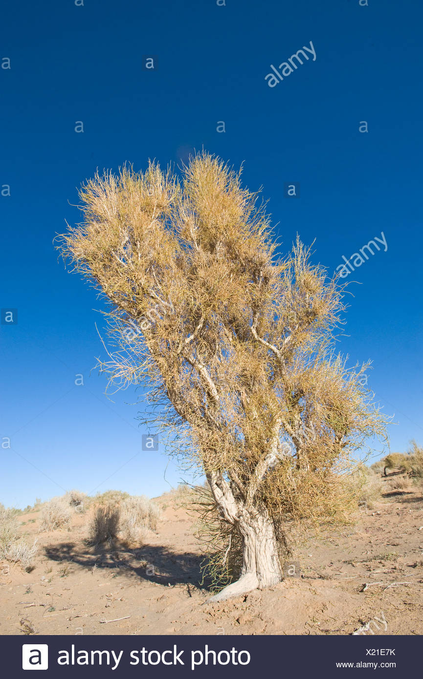 Saxaul High Resolution Stock Photography and Images - Alamy