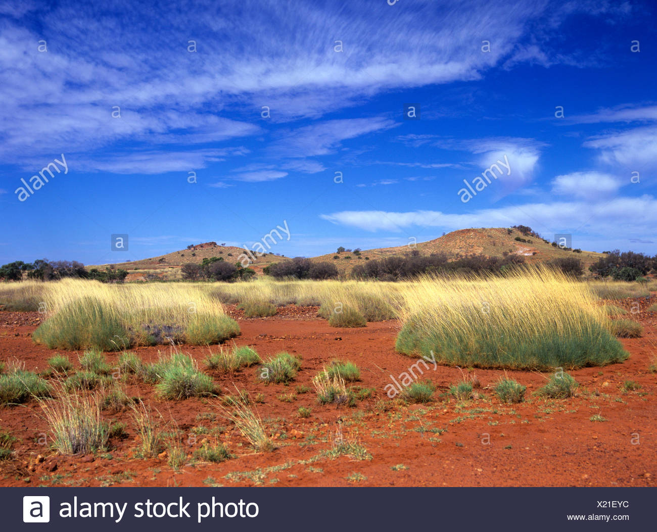 Desert Plant Australia Stock Photos & Desert Plant Australia Stock ...