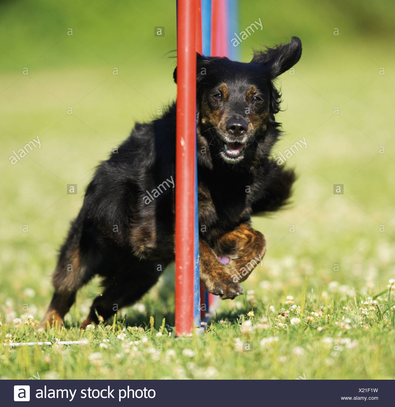Half Pole High Resolution Stock Photography and Images - Alamy