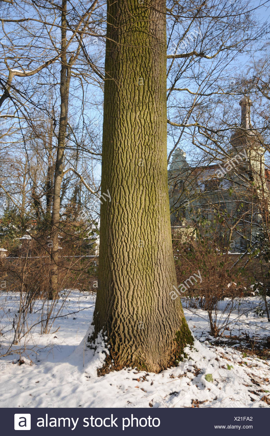 Ash Tree Fraxinus Excelsior Trunk High Resolution Stock Photography and ...
