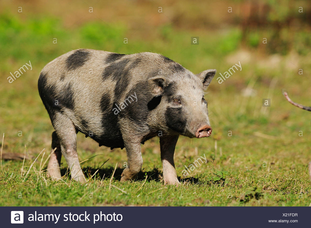 Vietnamese Pot Bellied Pig High Resolution Stock Photography and Images ...