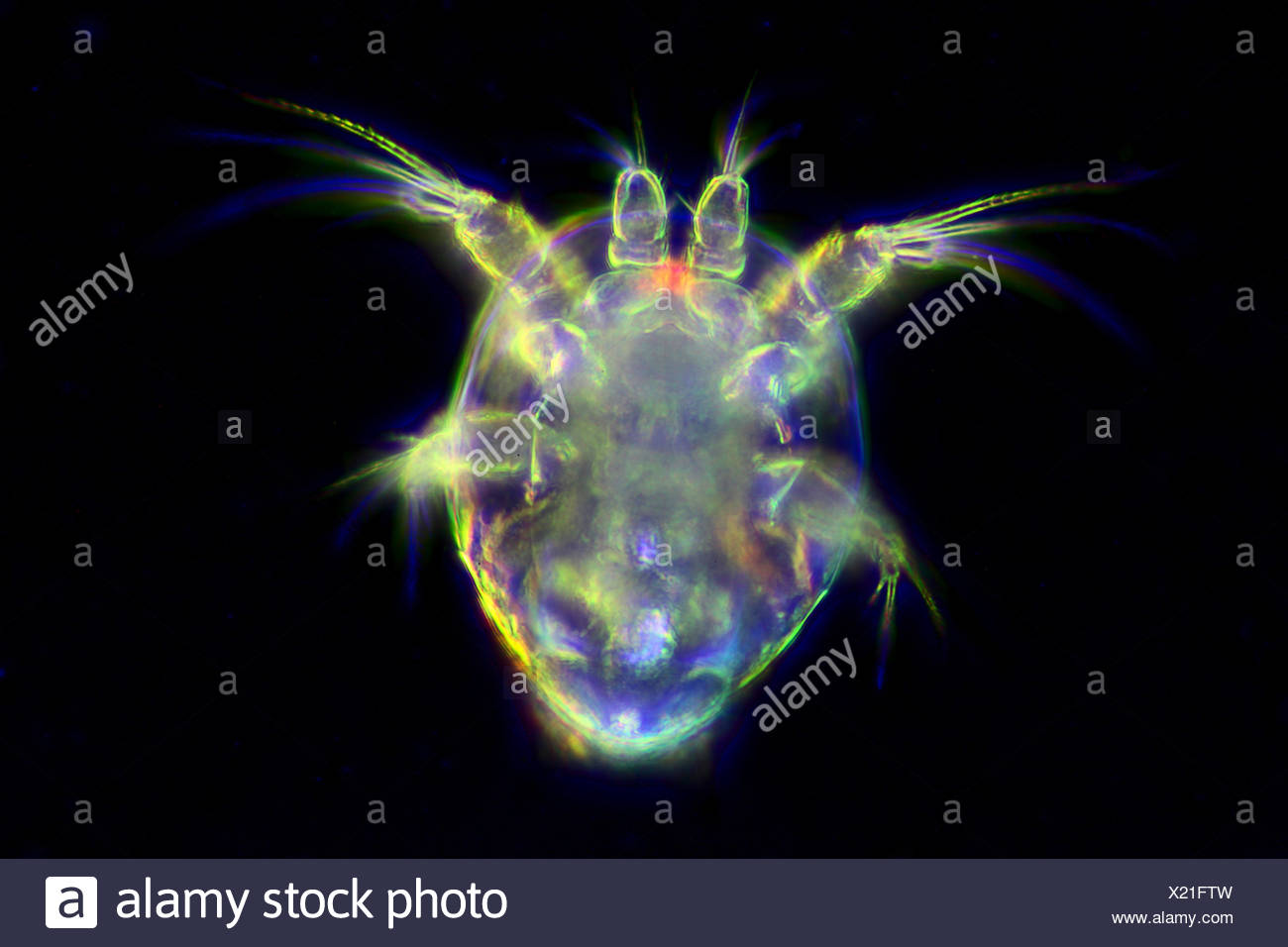 Nauplius Larva High Resolution Stock Photography and Images - Alamy