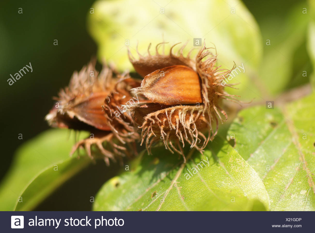 Beechnuts High Resolution Stock Photography and Images - Alamy