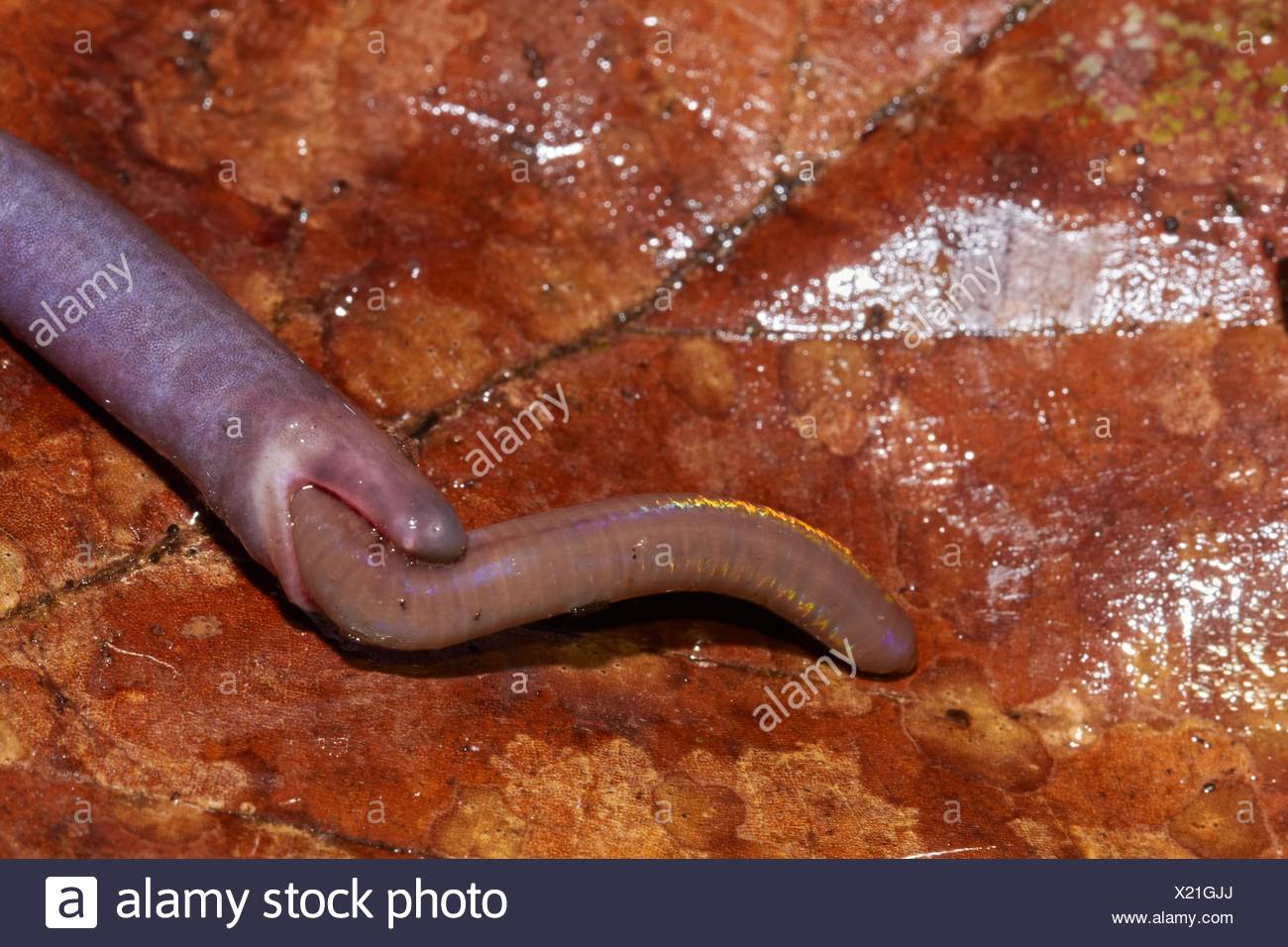 Caecilia High Resolution Stock Photography and Images - Alamy