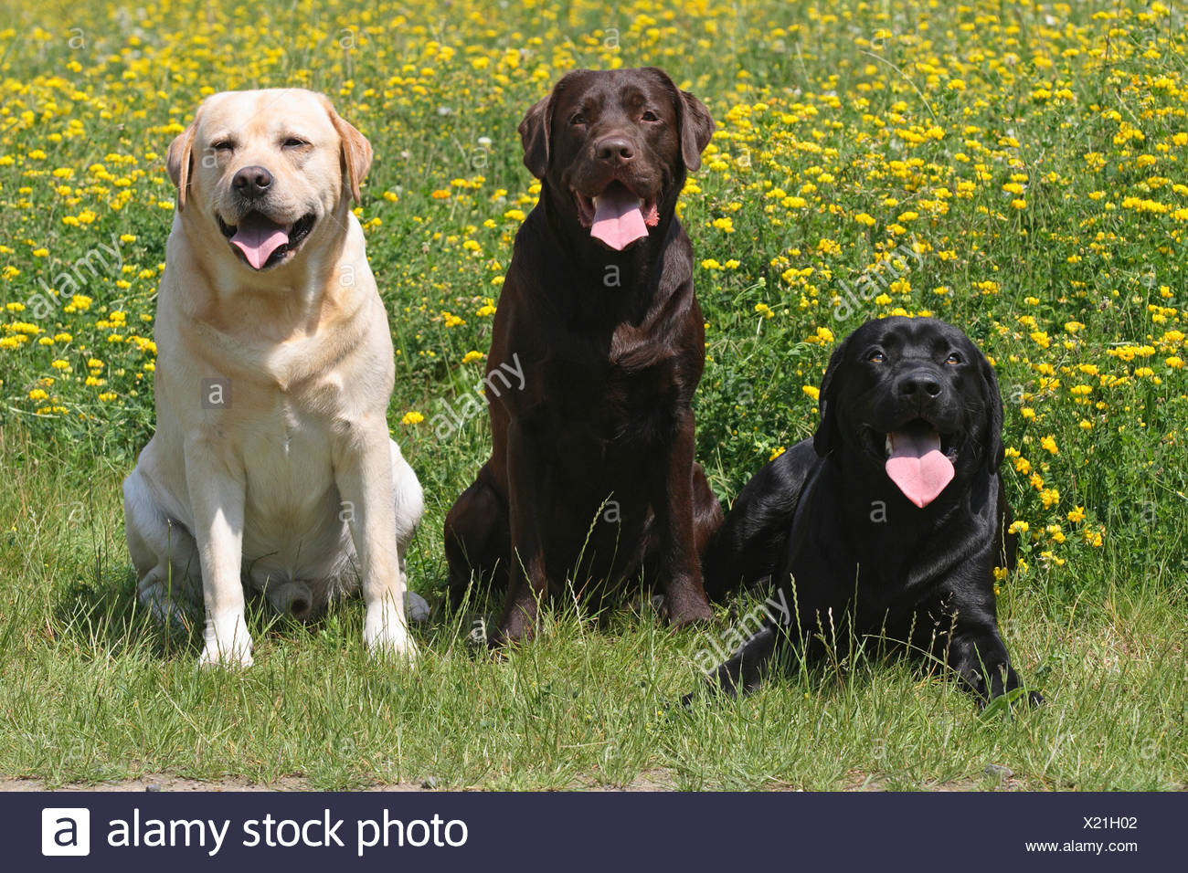 Labrador Retriever Group High Resolution Stock Photography and Images ...