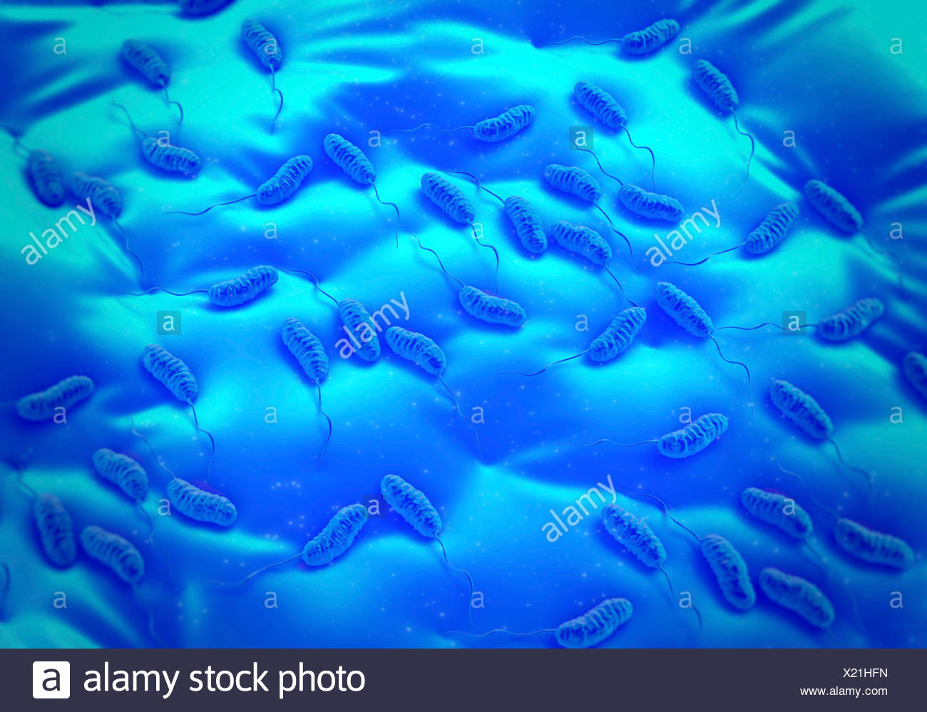 Vibrio Cholerae Bacteria High Resolution Stock Photography and Images ...
