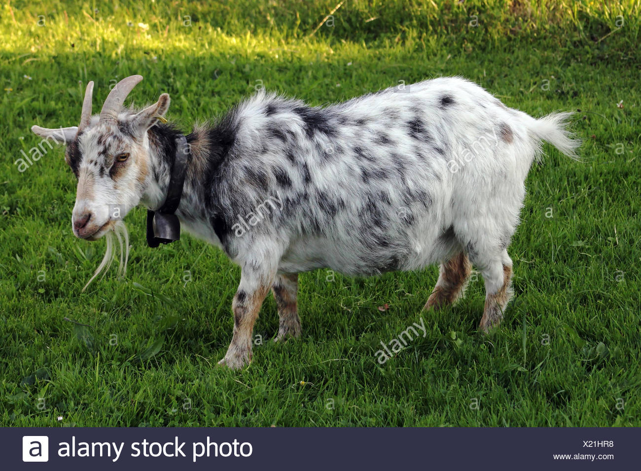 Fat Goat High Resolution Stock Photography and Images - Alamy