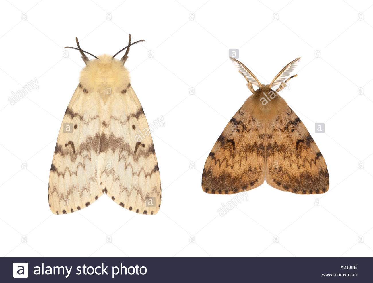 The Gypsy Moth High Resolution Stock Photography and Images - Alamy