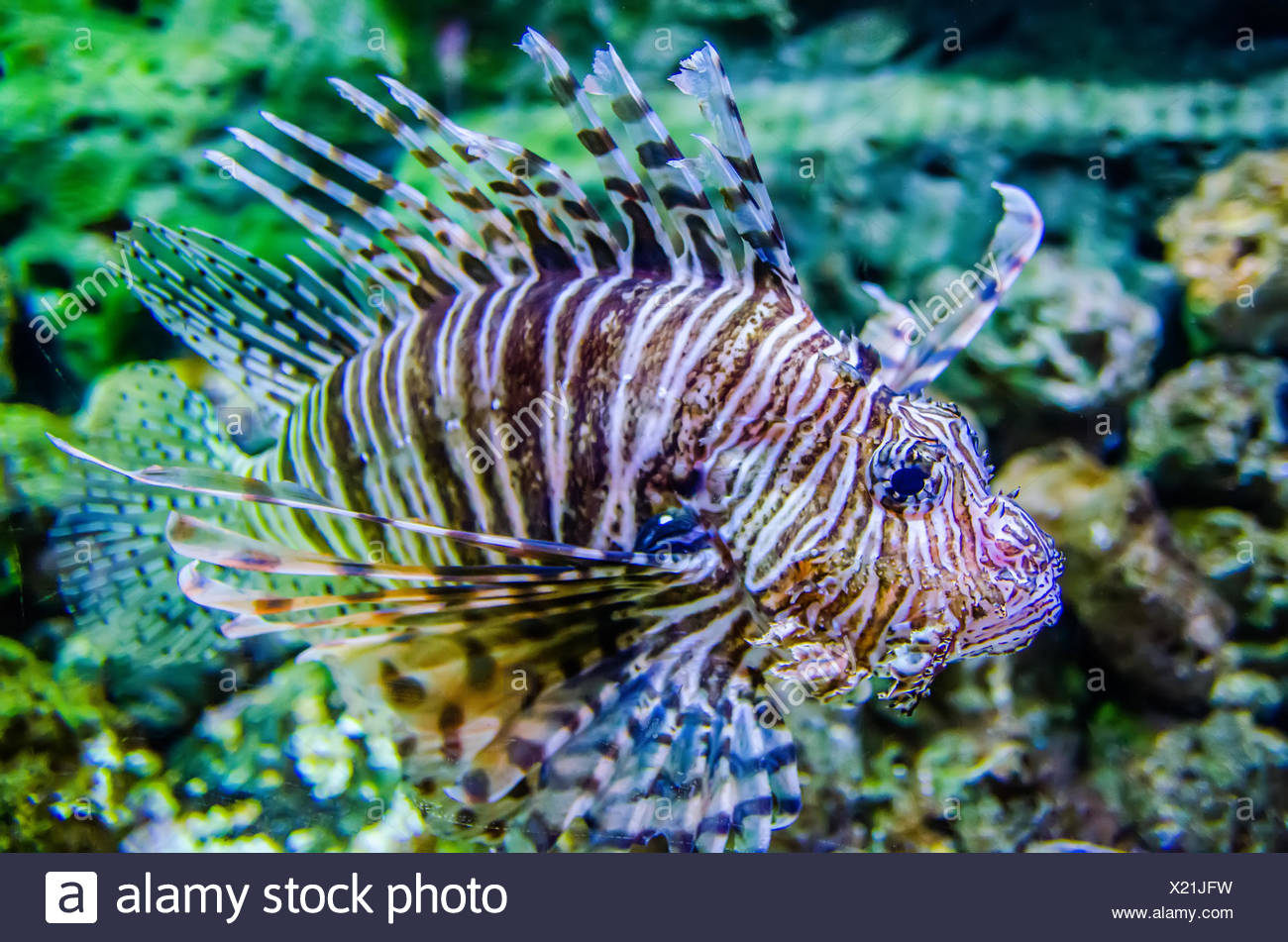 Guppy Fish Stock Photos & Guppy Fish Stock Images - Alamy