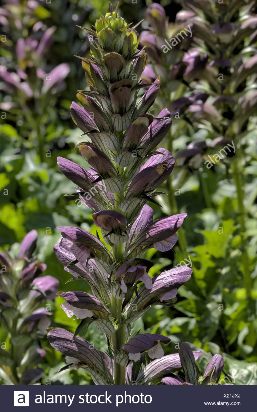 Acanthus Balcanicus High Resolution Stock Photography and Images - Alamy