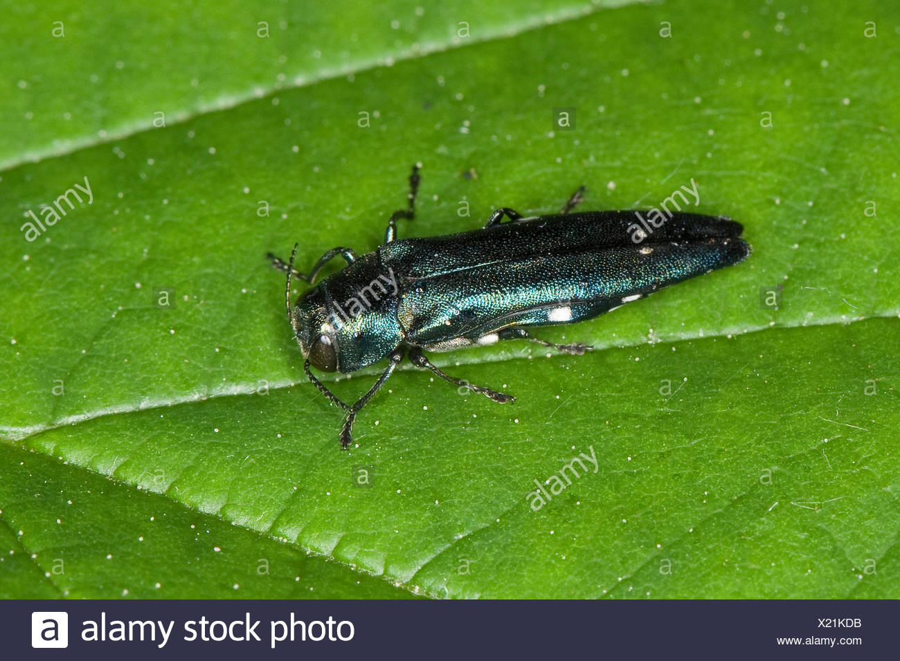 Two Beetles On Leaf High Resolution Stock Photography and Images - Alamy