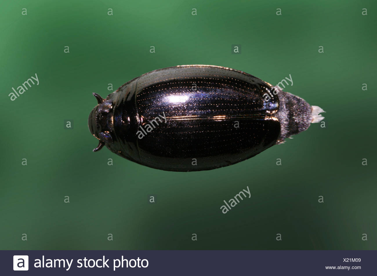 Whirligig Beetle High Resolution Stock Photography and Images - Alamy
