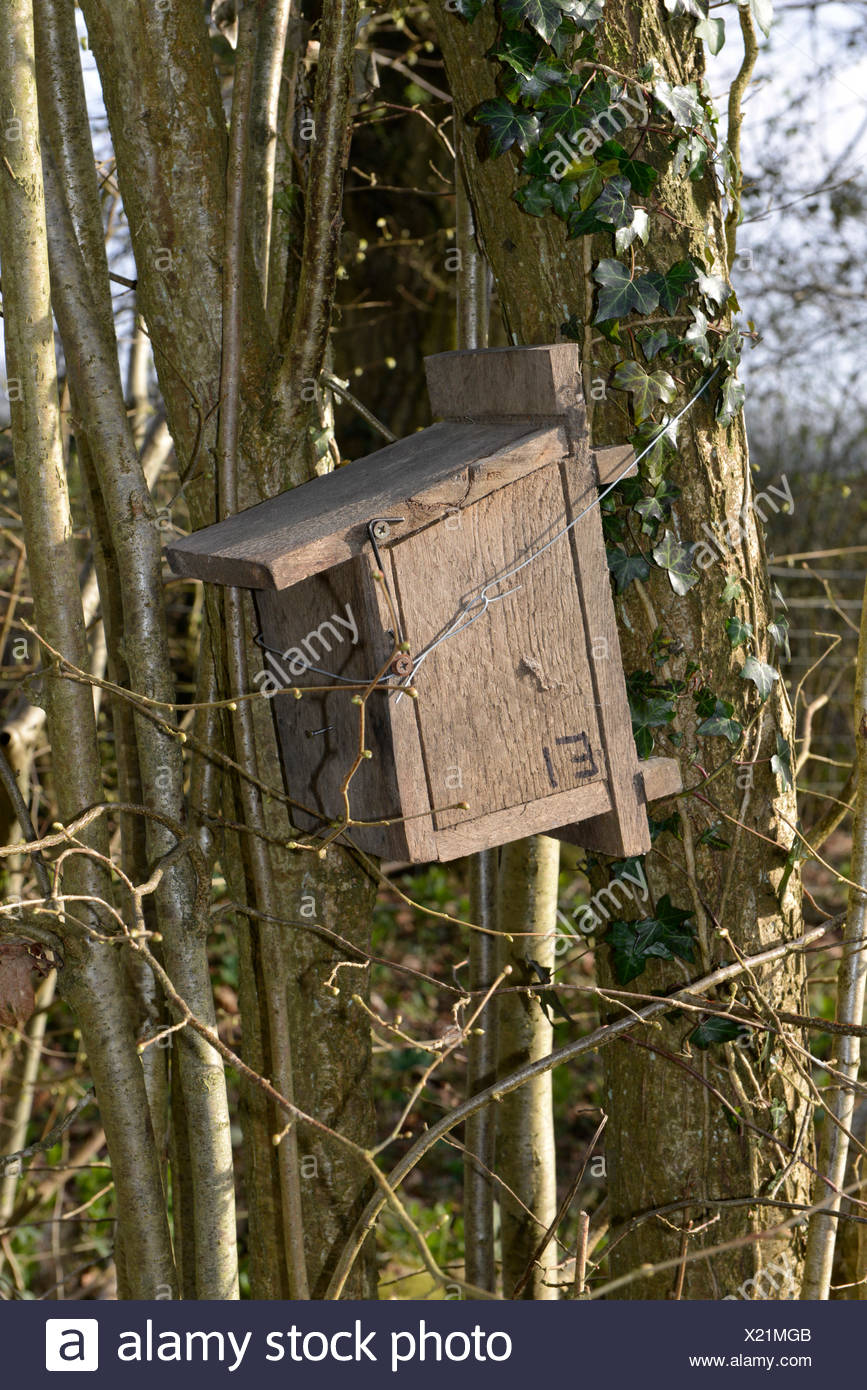 Hazel Dormouse At Nest High Resolution Stock Photography and Images - Alamy