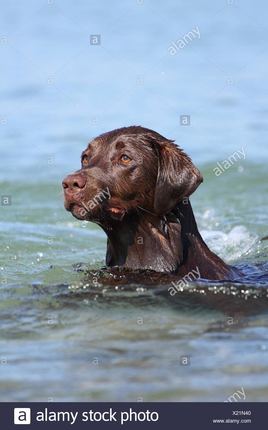 Labrador Retrievers Swimming Stock Photos & Labrador Retrievers ...