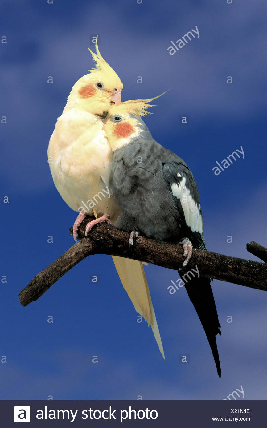 Cockatiel Bird Pair Stock Photos & Cockatiel Bird Pair Stock Images - Alamy