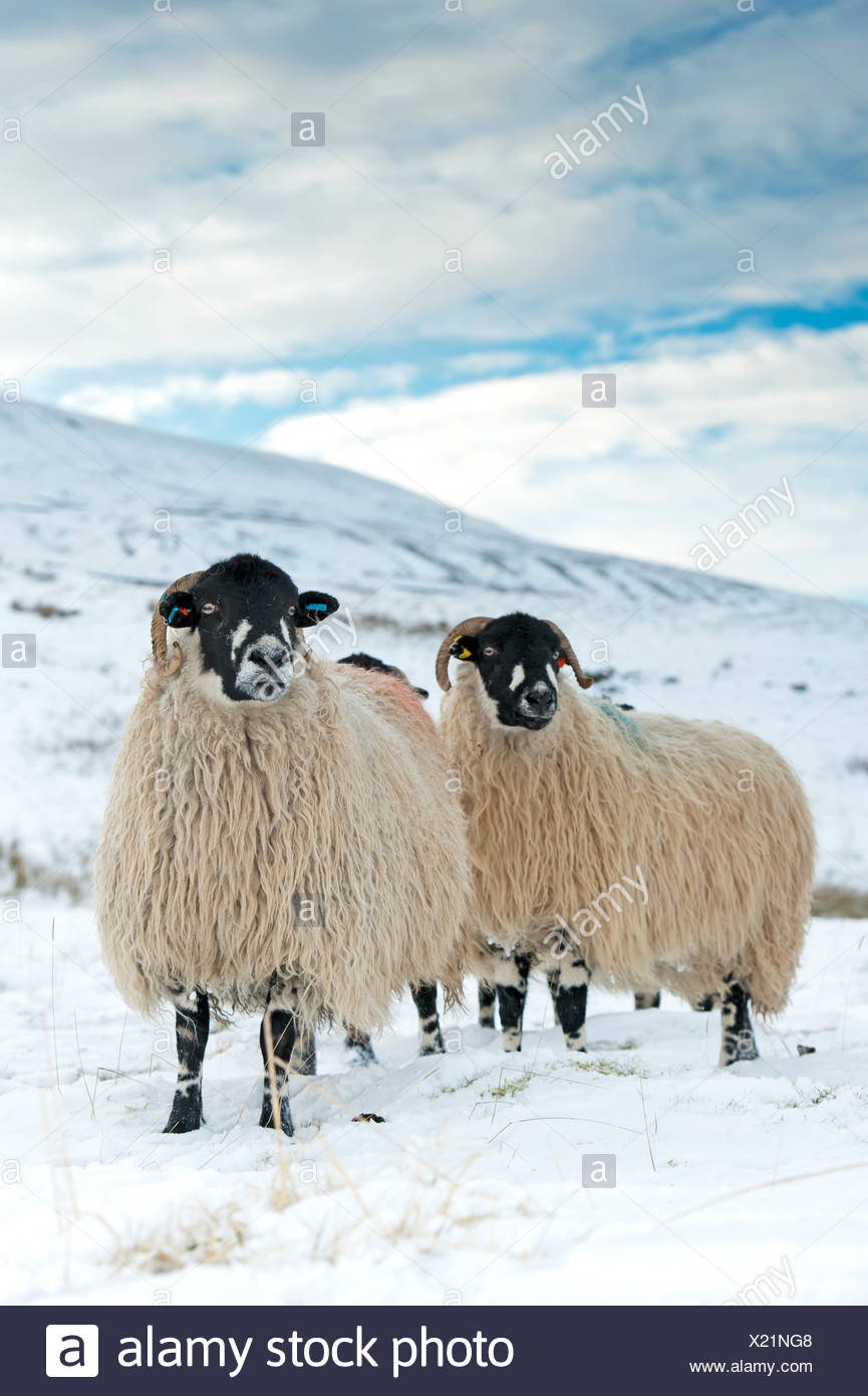 Dalesbred Sheep Stock Photos & Dalesbred Sheep Stock Images - Alamy