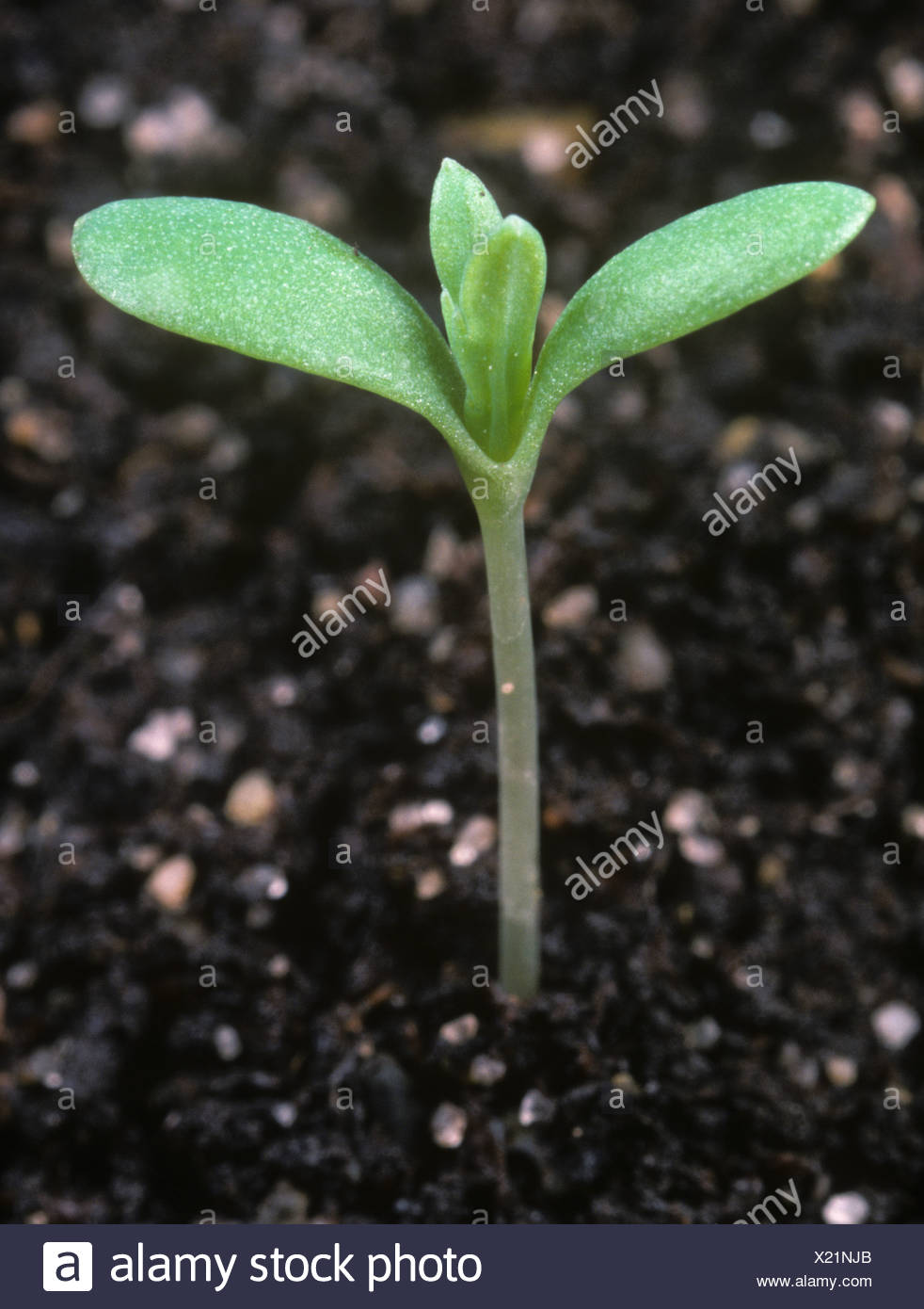 Seedling Cotyledons First True Leaves High Resolution Stock Photography ...