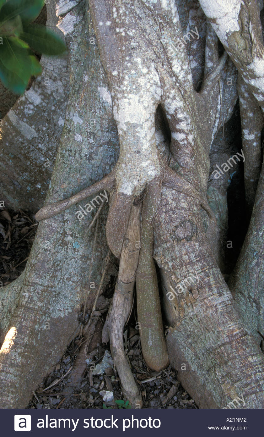 Strangler Fig Ficus Aurea High Resolution Stock Photography and Images ...
