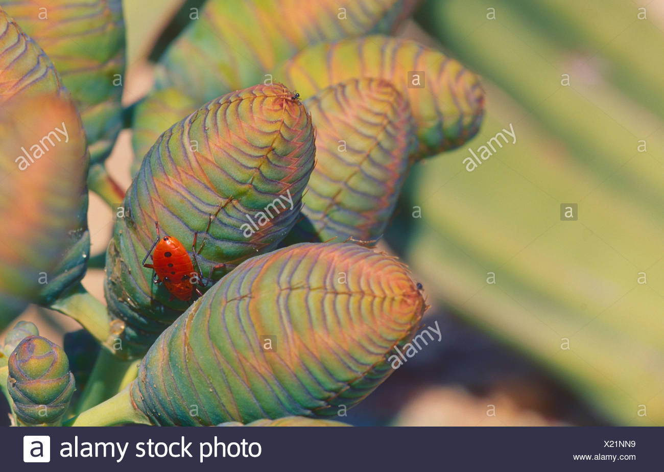 Welwitschia Mirabilis High Resolution Stock Photography and Images - Alamy