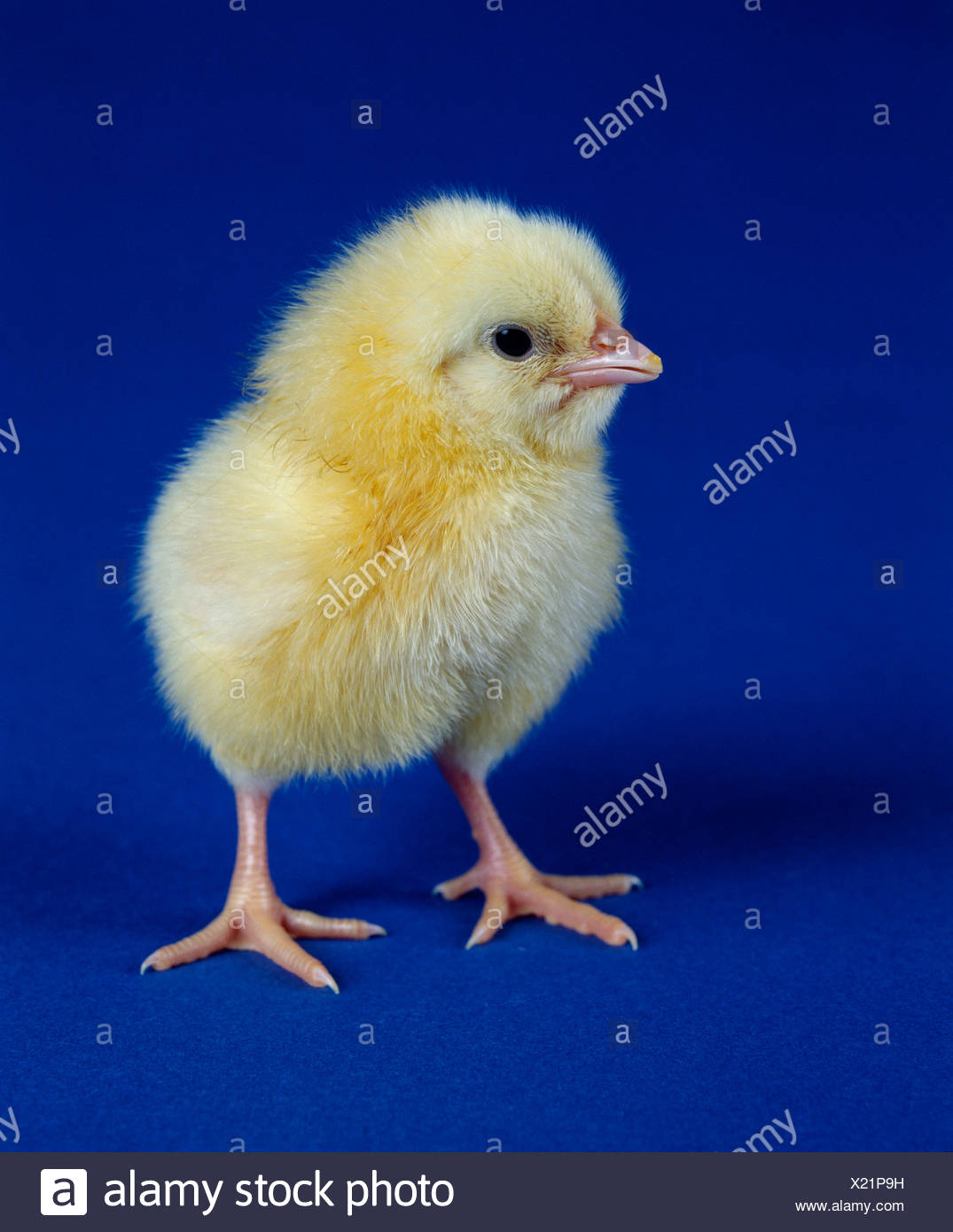 Hy Line White Leghorn High Resolution Stock Photography and Images - Alamy
