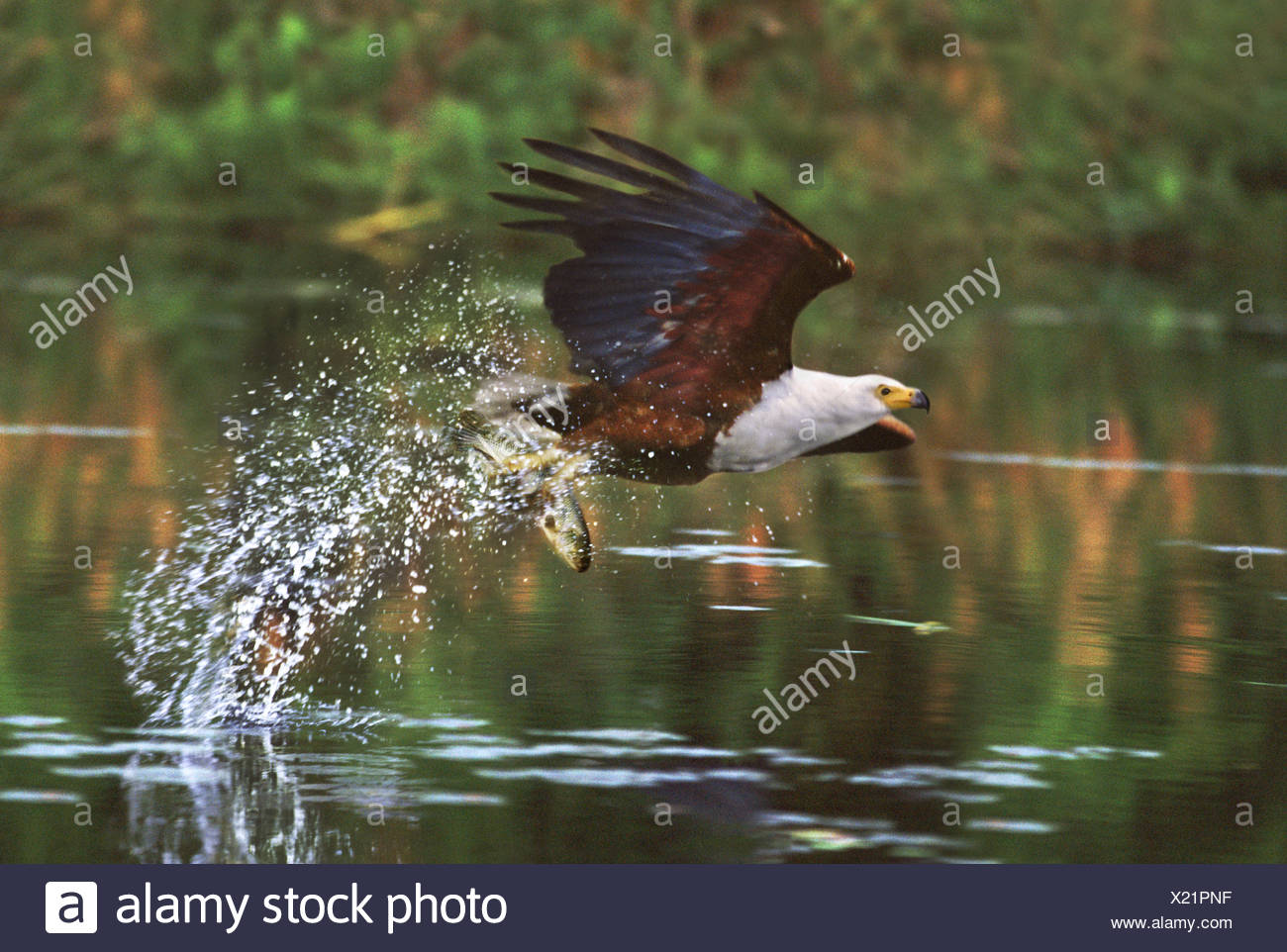 African Fish Eagle Catching Fish Stock Photos & African Fish Eagle ...