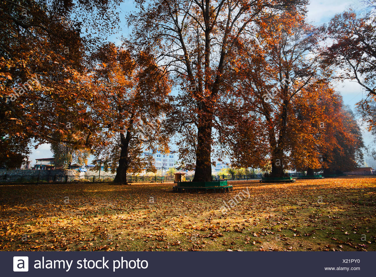 Chinar Tree Leaf High Resolution Stock Photography and Images - Alamy