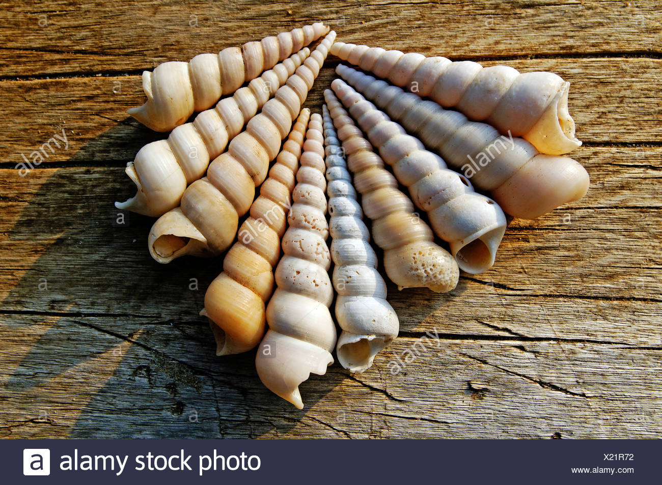 Australia Shells Seashells High Resolution Stock Photography and Images ...