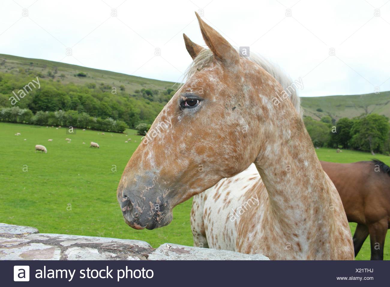 Spotted Horse High Resolution Stock Photography and Images - Alamy