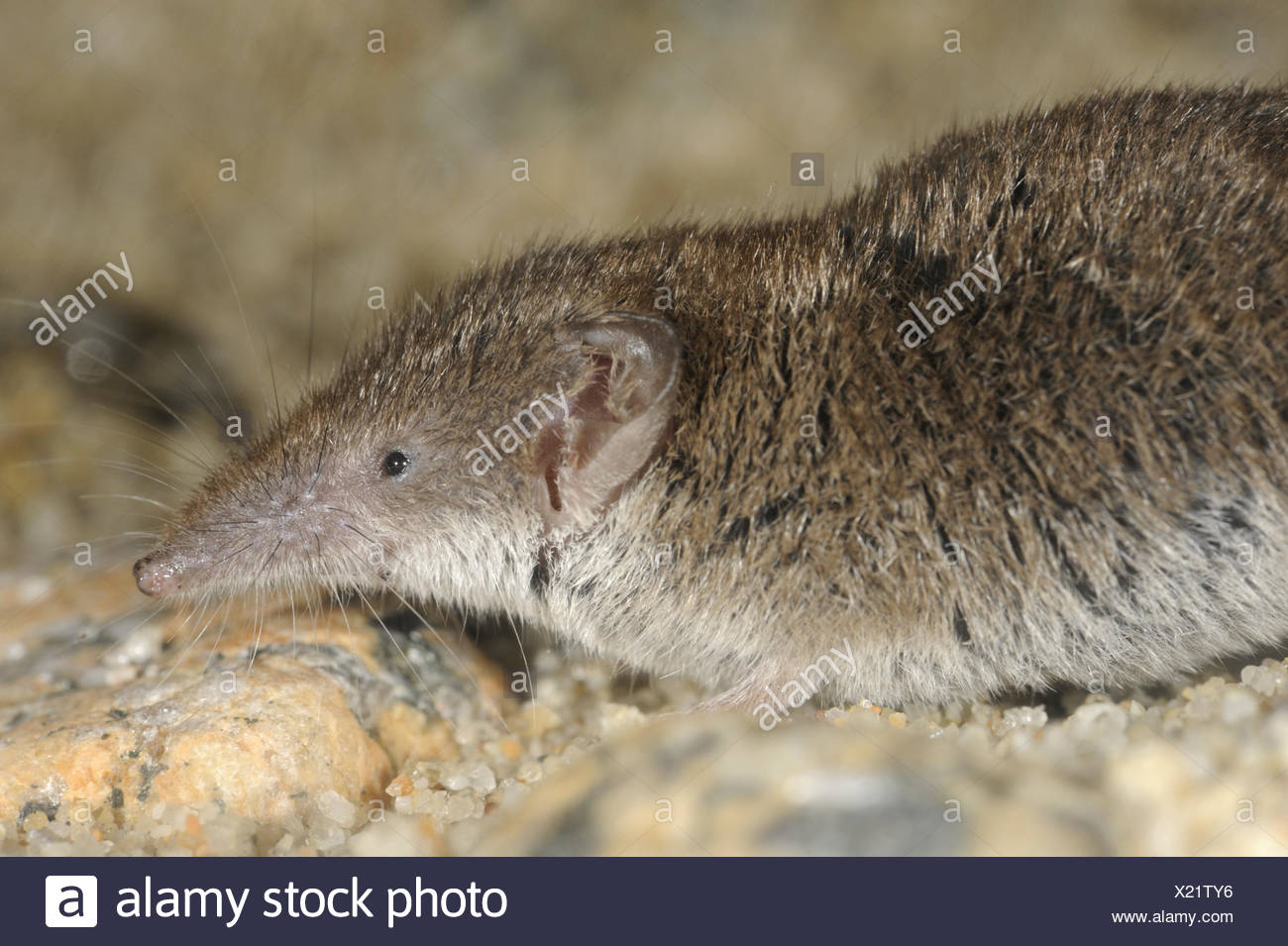 White Toothed High Resolution Stock Photography and Images - Alamy